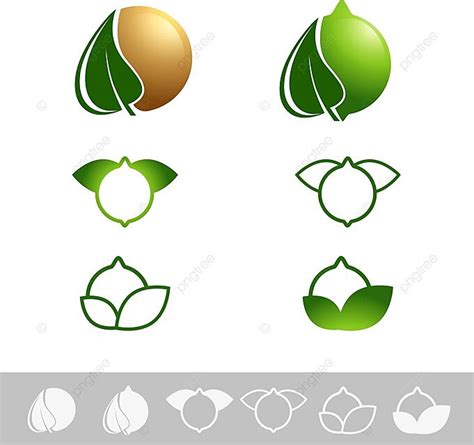 Macadamia Nut Set Nut Macadamia Icon Vector Nut Macadamia Icon Png And Vector With