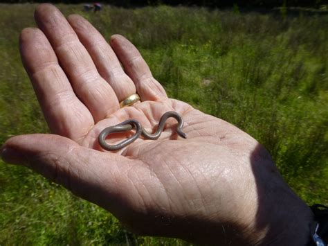 New Populations Found Of The Cryptic Eared Worm Lizard Nature Glenelg