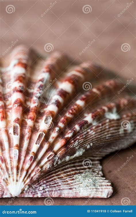 Scallop Shell Closeup Stock Photo Image Of Macro Detail