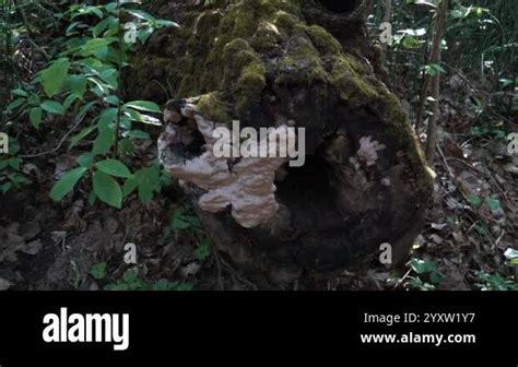 A Fallen Tree Trunk In A Forest Covered With Moss And Featuring Prominent Fungi Growth The