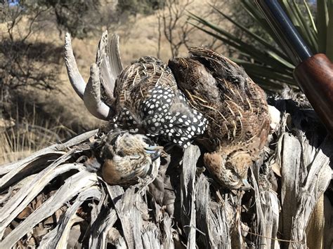 Arizona Quail Hunting End Of A Season Arizona WanderingsArizona Wanderings