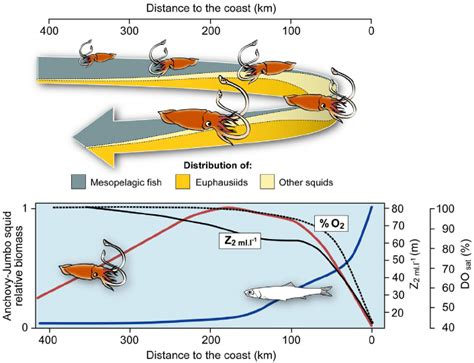 Conceptual Model And Cross Shore Profiles Of Oxygen And Organisms Download Scientific Diagram