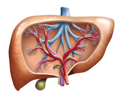 Fatty Liver Disease Dr Alan Christianson