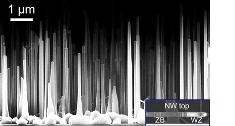 sem image of the nw array on the growth substrate the inset shows tem