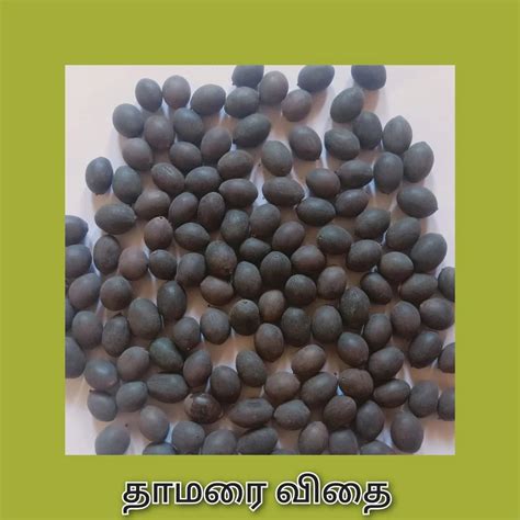 Bhilawa Seeds Semecarpus Anacardium Packaging Type Packet Packaging