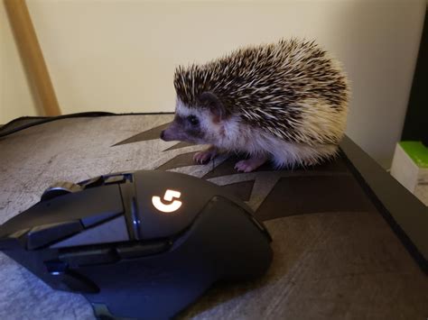 Gaming Mouse Vs Spiky Mouse Pcmasterrace