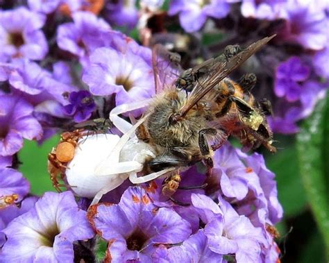 Captivating Insect Activity