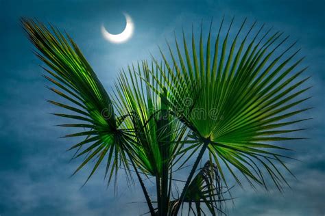 Exotic Tree By Moon Eclipse At Night Stock Image Image Of Jungle