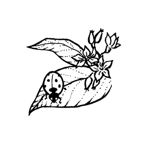 Premium Vector Vector Illustration Leaves With Ladybug Hand Line Contour On White Background