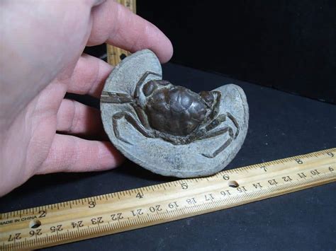 99 Perfect Fossil Crab In Stone Nodule 012423p The Stones And Bones Collection