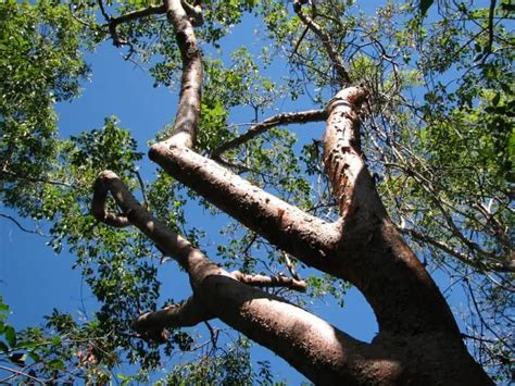 11 Florida Native Trees Common And Rare Varieties
