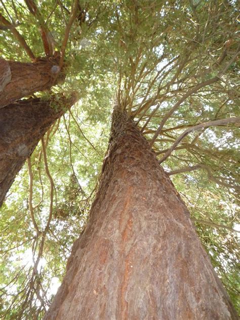 Hobbesworld Detail Sur Les Arbres Sequoia Sempervirens SÃ©quoia Ã