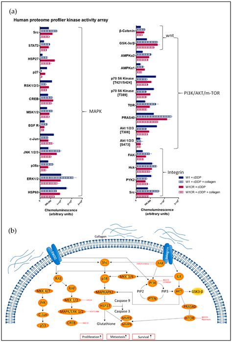 A Data Set Of A Human Proteome Profiler Kinase Activity Array