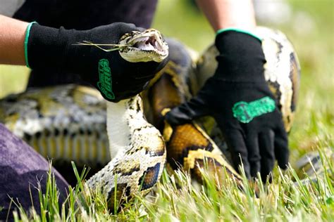 Python Invasion Explodes Out Of The Everglades Wfla