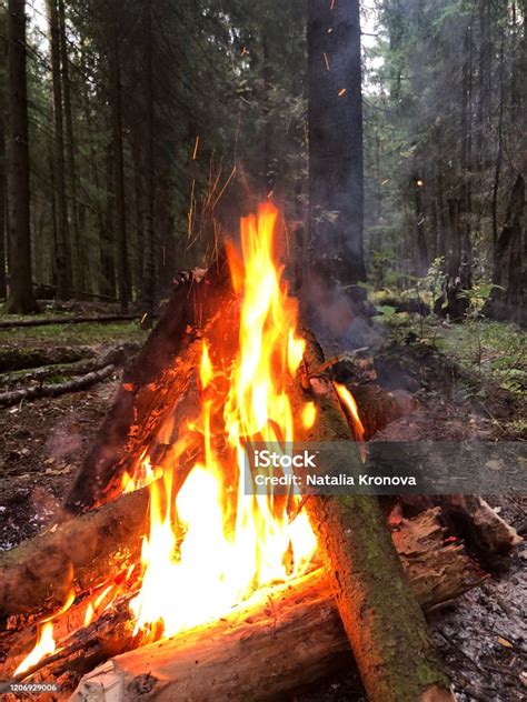 Malam Api Unggun Yang Indah Membakar Pinus Di Hutan Liar Kayu Bakar