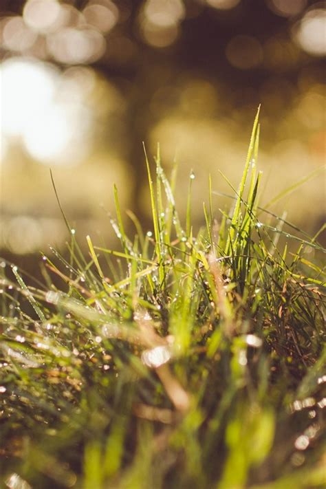 Wallpaper Summer Grass After Rain Water Drops Sunshine 1920x1200