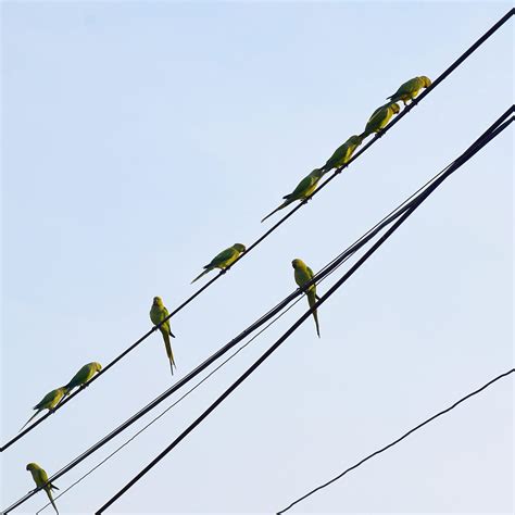 ශ්‍රී ලංකාවේ වැසි වනාන්තර සහ වනජීවී සම්පත