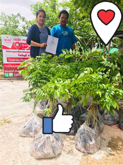 100ต้น🌿🌿🌿 พะยูงไหหลำพะยูงเวียดนาม แก่นไม้ลายสวยราคาแพงที่สุดในตลาดจีน บริษัทรับซื้อคืนแก่น