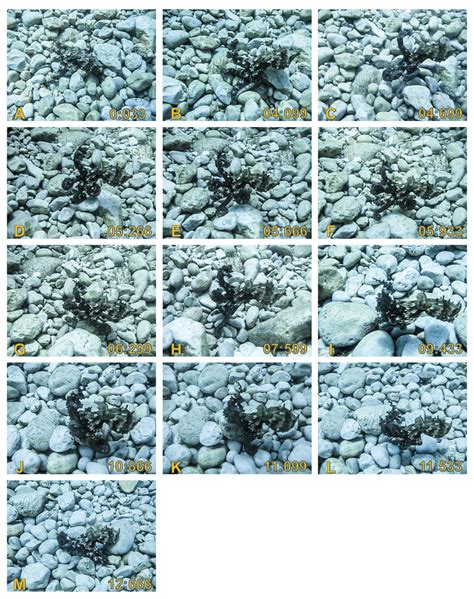 Still Images Describing The Behavioral Sequence See Main Text And Still Images Describing The Behavioral Sequence See Main Text And