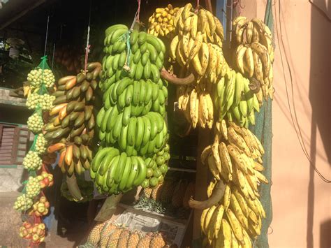 Kerala Banana Cactus Plants Plants Plantation