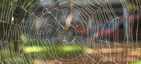 La plus grosse araignée du monde et la plus venimeuse vues en Guyane et
