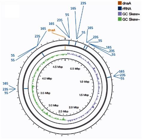 Revolutionizing Bacterial Genomics Open Benchmarking Of Cycloneseq™ Biotechgrid