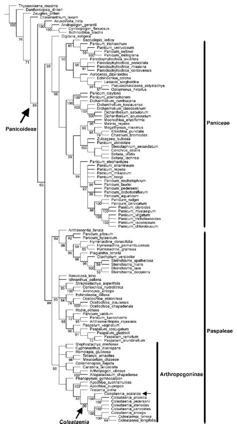 Strict Consensus Tree Obtained In The Parsimony Analysis Of The