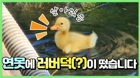 미친 듯 한 귀여움의 아기 오리 YouTube