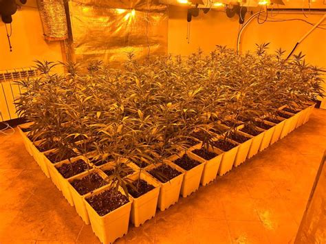 Dos detinguts a Teià per cultivar 1 182 plantes de marihuana