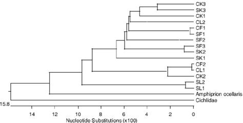 the phylogenetic tree based on analyzing 352bp of d loop sequence of 15