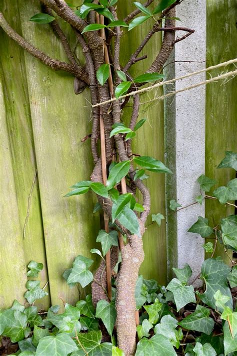 Plants To Propagate By Layering How To Do It