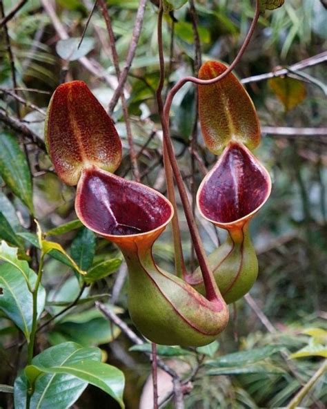 Nepenthes 2