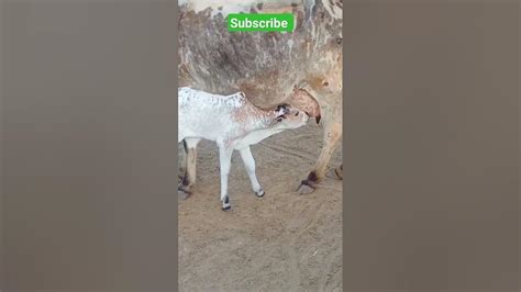 हरे राम हरे कृष्ण। जय गौ माता जय गोपाल। Shreekrishna Shreeram