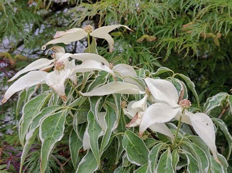 Cornus Kousa Teresa