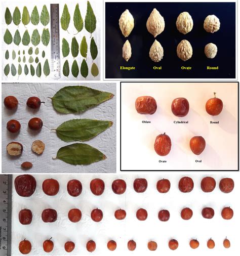 Tree Seeds Identification