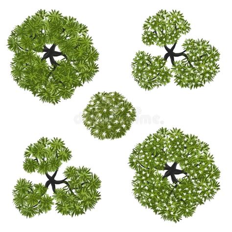 Watercolor Tree Top View Stock Image Image Of Landscape