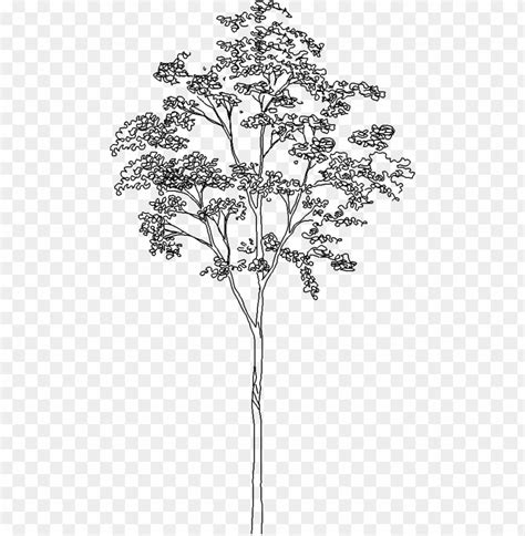 Tree Png Drawing 53 Koleksi Gambar
