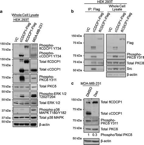 Cdcp1 Cleavage Is Necessary For Homodimerization Induced Migration Of