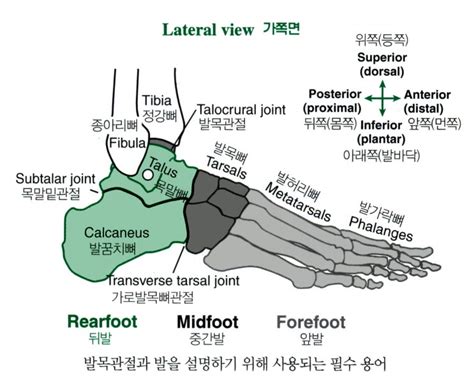 ﻿발목관절ankle Joint과 발foot의 움직임에 관하여 네이버 블로그