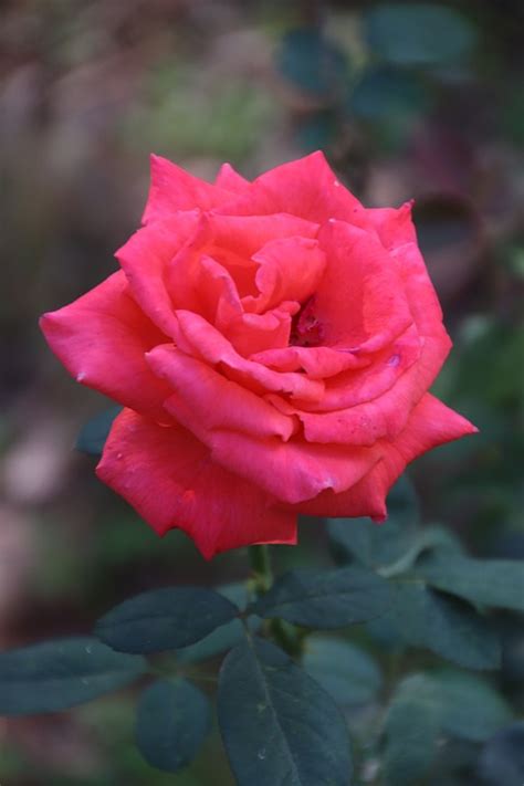 Rose Pinke Blume Kostenloses Foto Auf Pixabay Pixabay