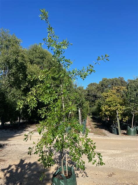 Quercus Palustris Freshford Nurseries