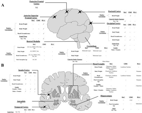 Microglia In The Human Infant Brain And Factors That Affect Expression