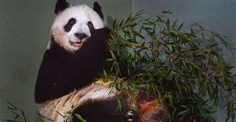 Awarded 8 Billion For Studying Pandas
