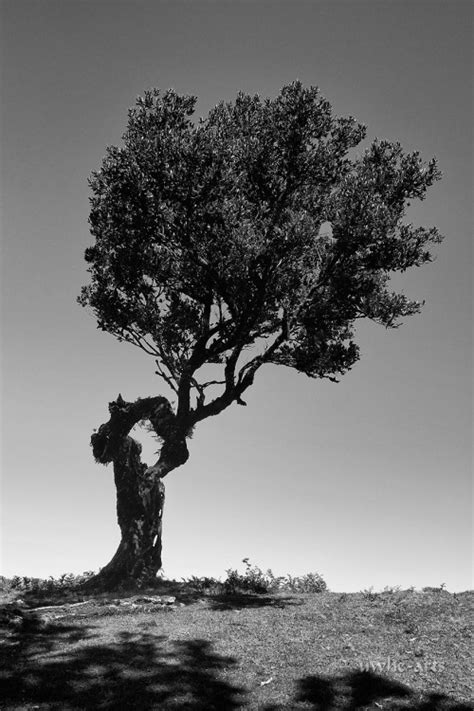 Laurel Tree The Deviant Angel