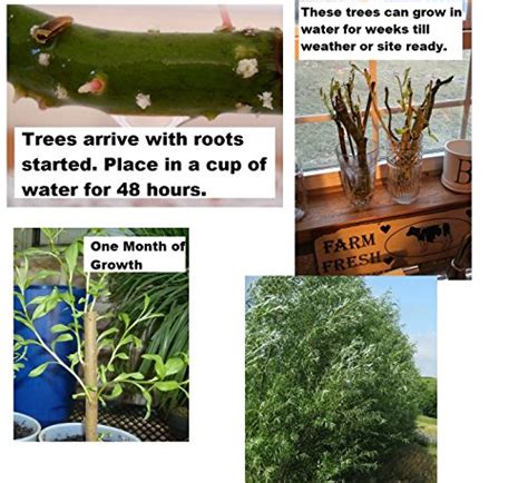 10 Austree Hybrid Willow Trees Fastest Growing Shade Or Privacy Tree