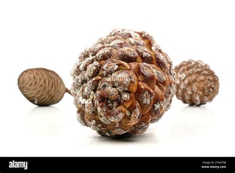 Biological Example Of Fibonacci Spirals Seen At A Pine Cone Isolated On White Background Stock