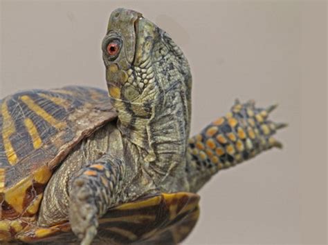 Western Box Turtle Pajarito Environmental Education Center