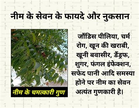 99 Log Nhi Jante Neem Ke In Faydon Ke Baare Me नीम के फायदे नुकसान