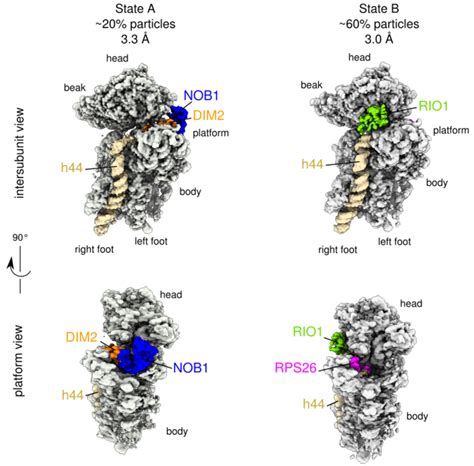 Cryo EM And Single Particle Analysis Reveal Two Distinct Structural Download Scientific Diagram