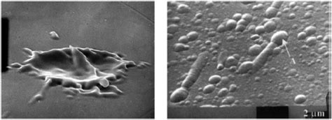 Activated Reactive Magnetron Sputtering Dahyoung Vacuum Equipment Co Ltd